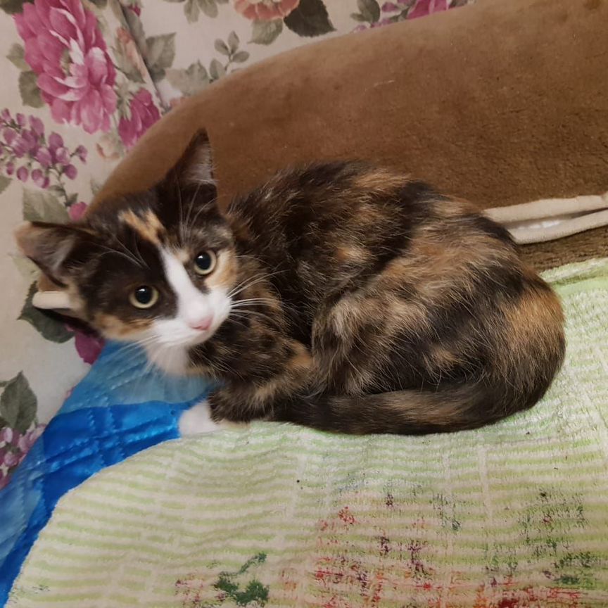 Котята трех цветные