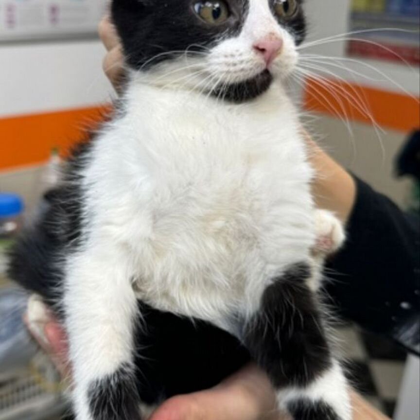 Котодевочка Клавушка