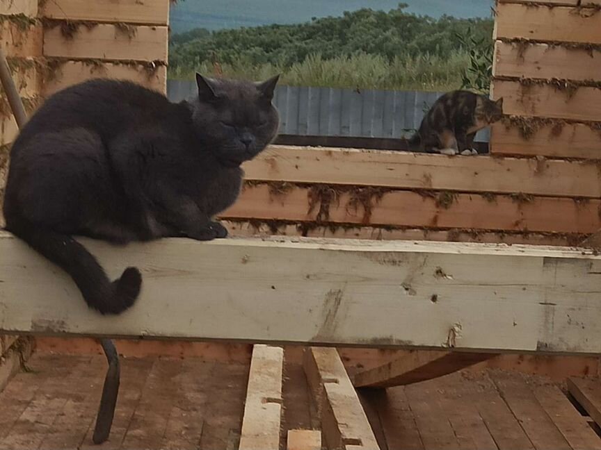 Найден британец