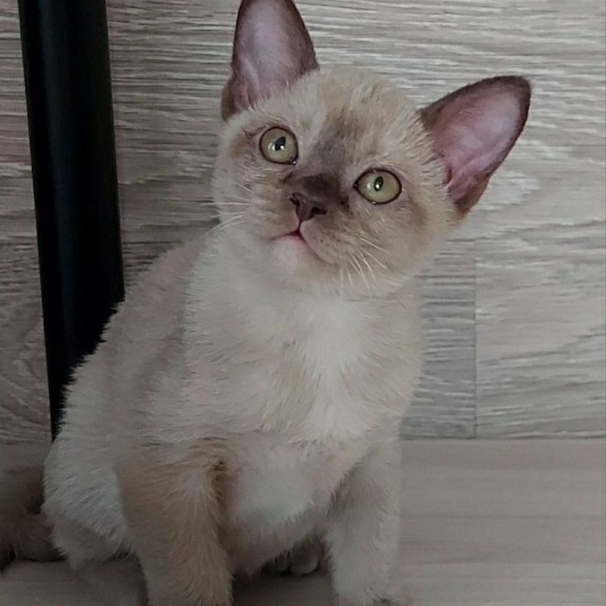 Бурманские котята