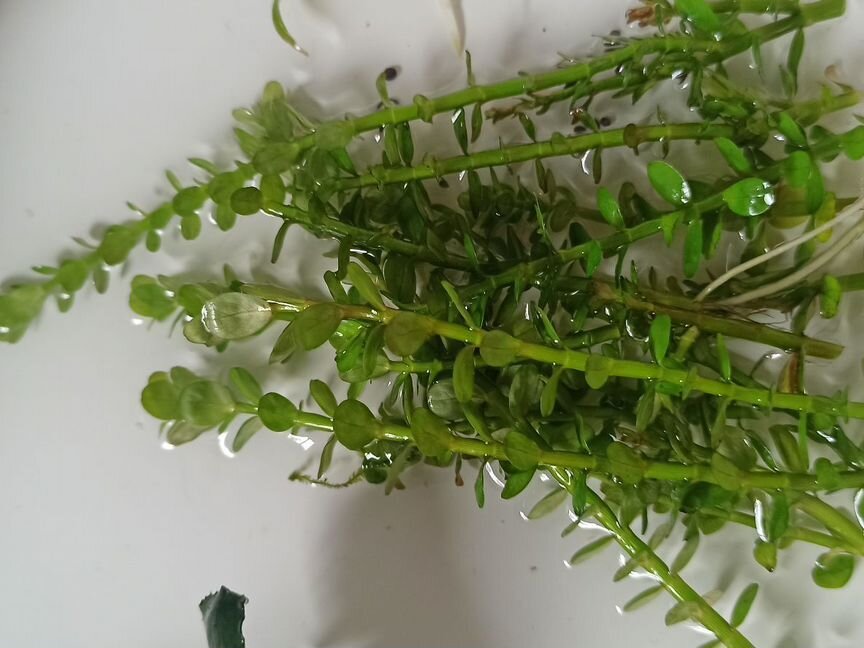 Аквариумная прополка