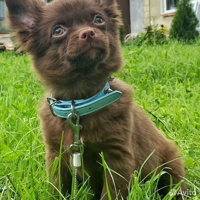 Шоколадик дш (доставка)