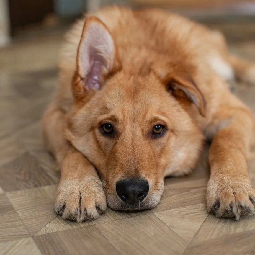 Арчи готов стать вашим спутником