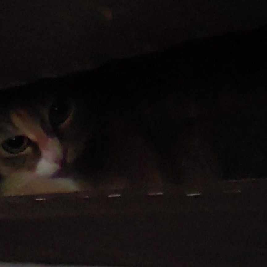 Отдам кошку 3 цветную, игривую