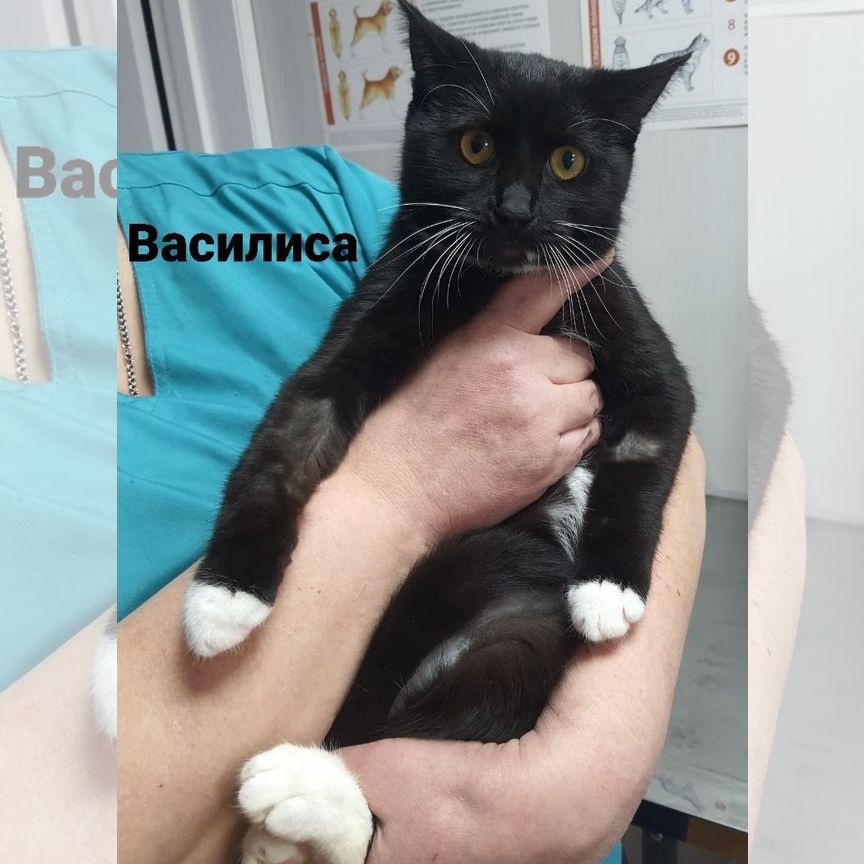 Котёнок в добрые руки