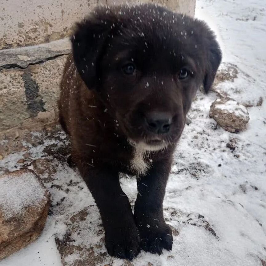 Немецкий дог, щенок