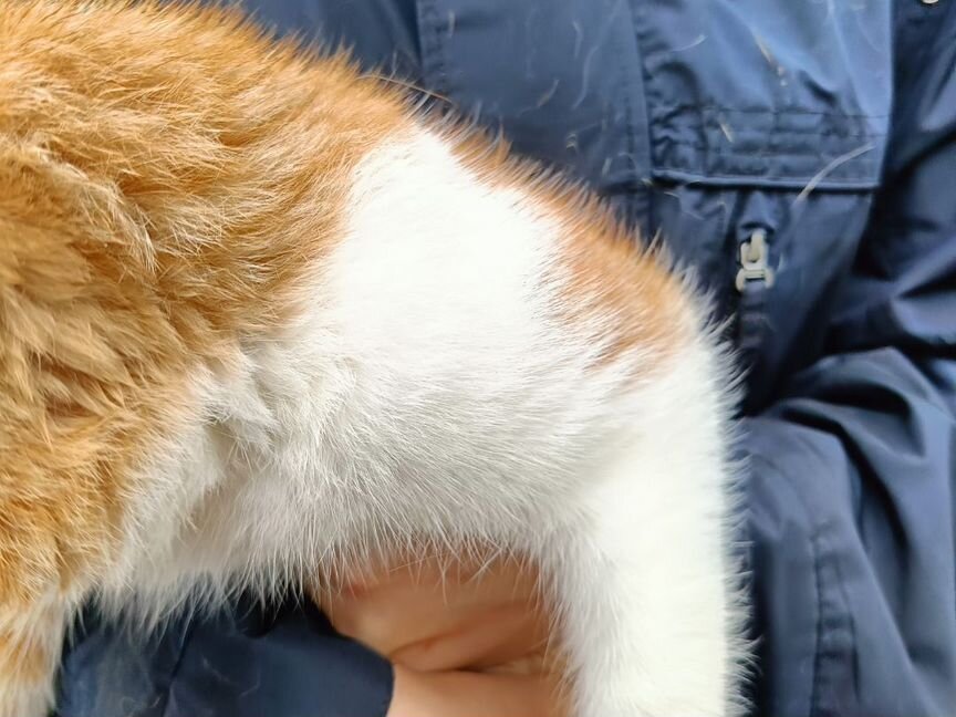 Найден рыжий кот