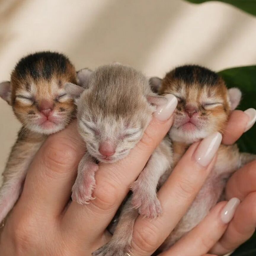 Абиссинский котёнок