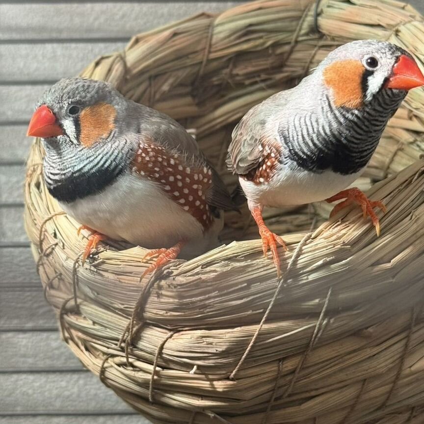 Зебровые амадины