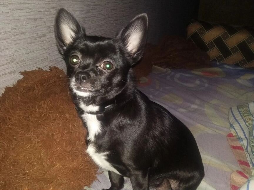 Вязка чихуахуа