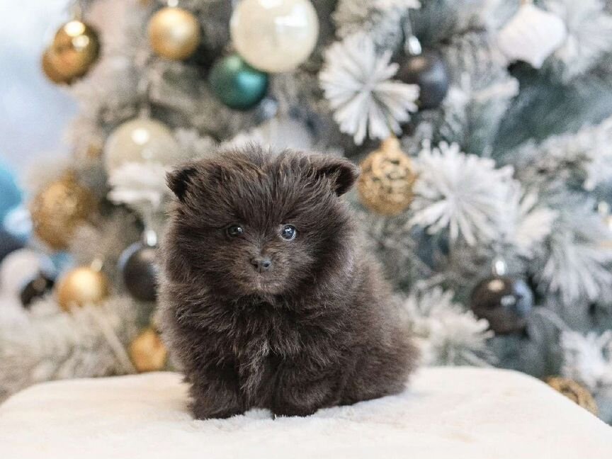 Померанский шпиц голубой окрас