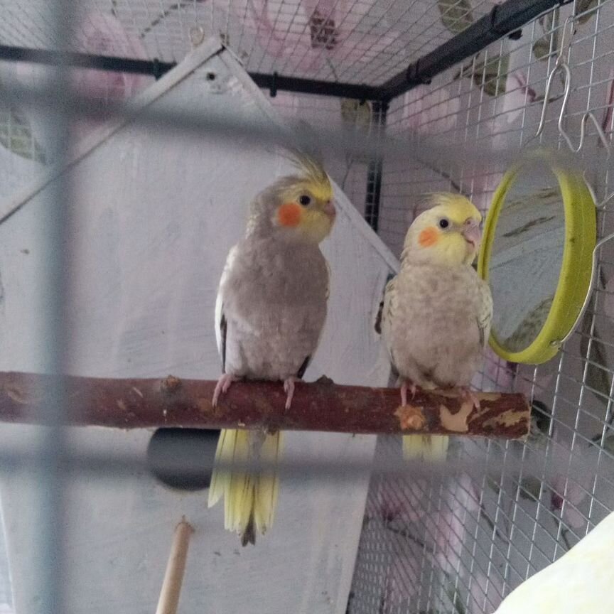 Попугай корелла