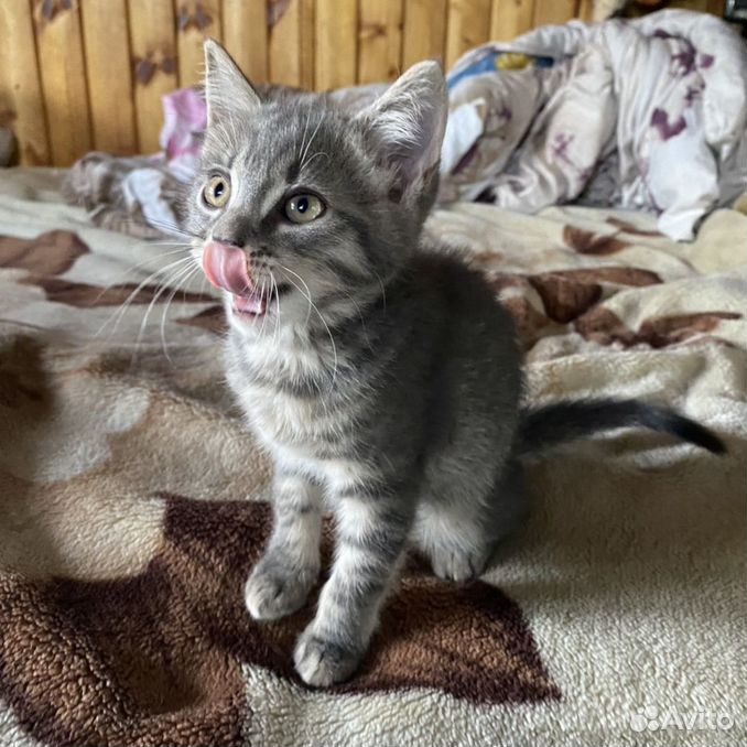 Котятки в хорошие руки