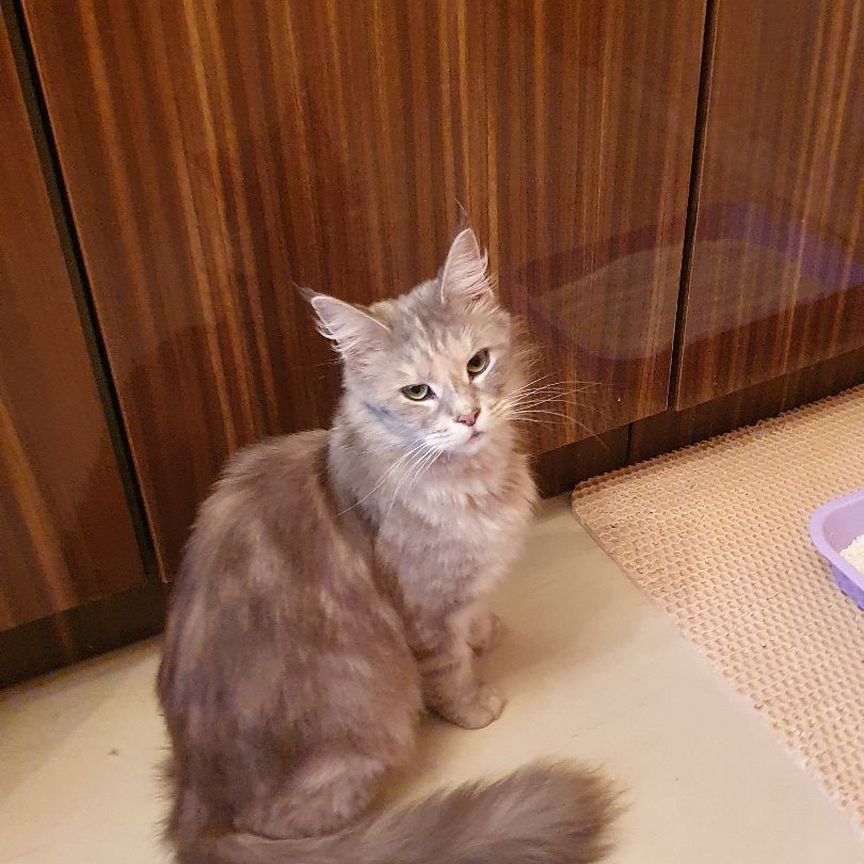 Кошка мейн-кун