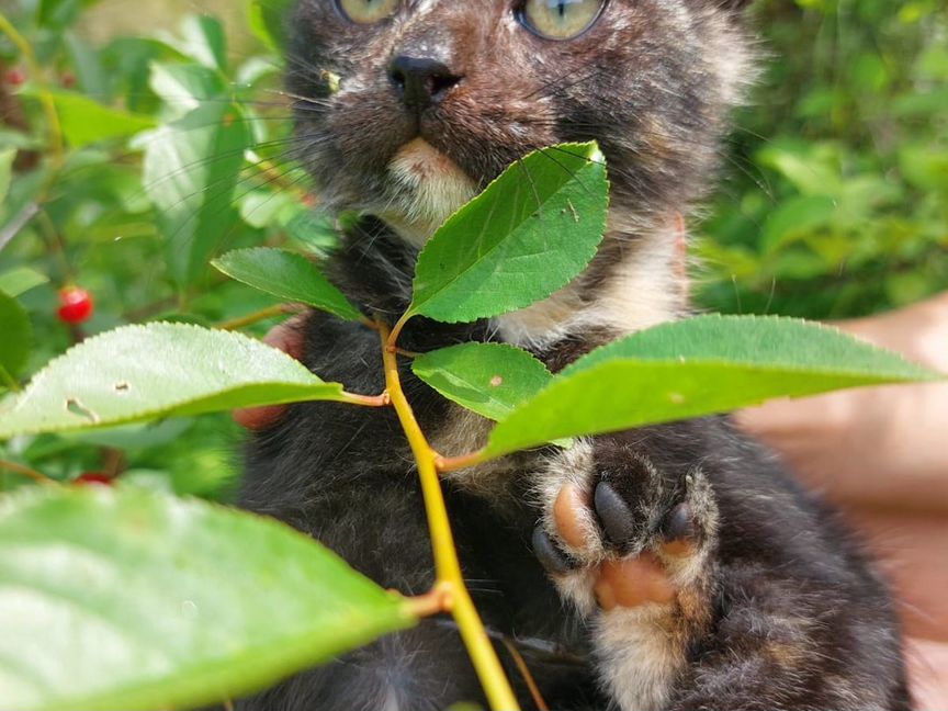 Котёнок девочка в добрые руки