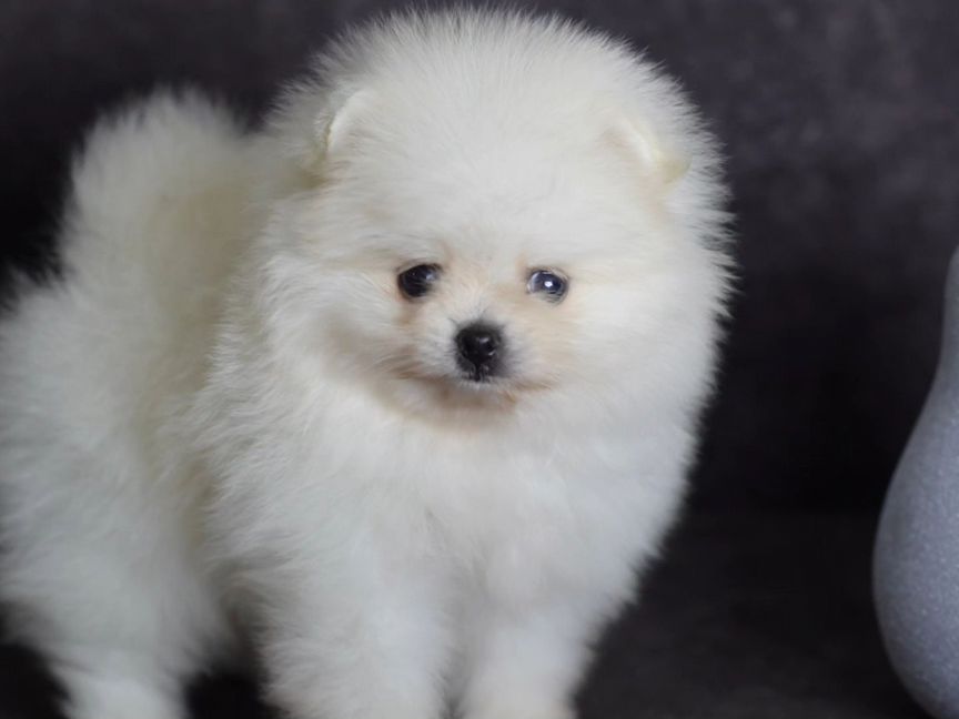 Щенки померанского шпица