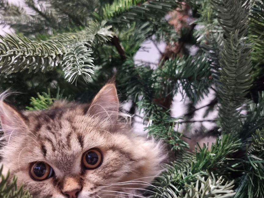 Кошечка 7 месяцев