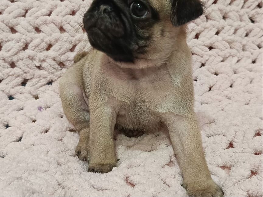 Мопс