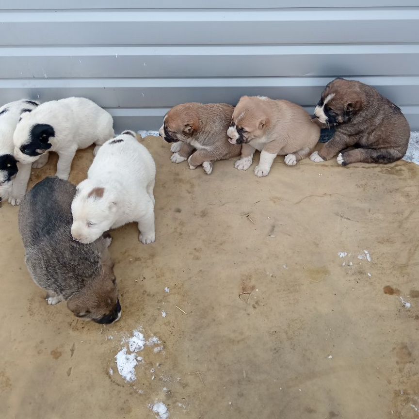 Среднеазиатская овчарка, щенок