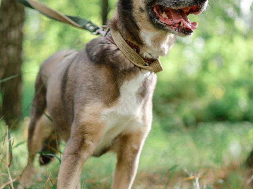 Собака Юсси ищет дом