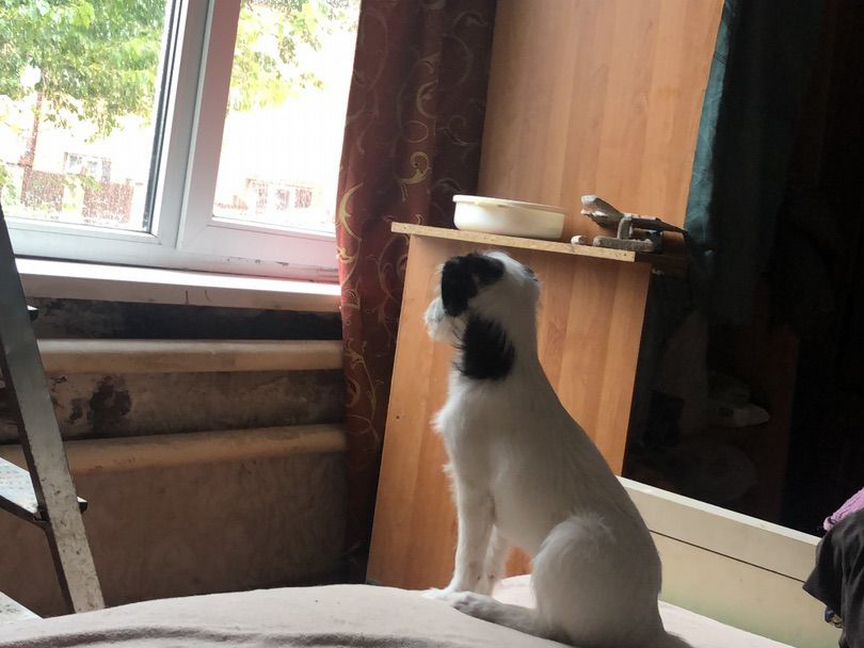 Собаки бесплатно в добрые руки