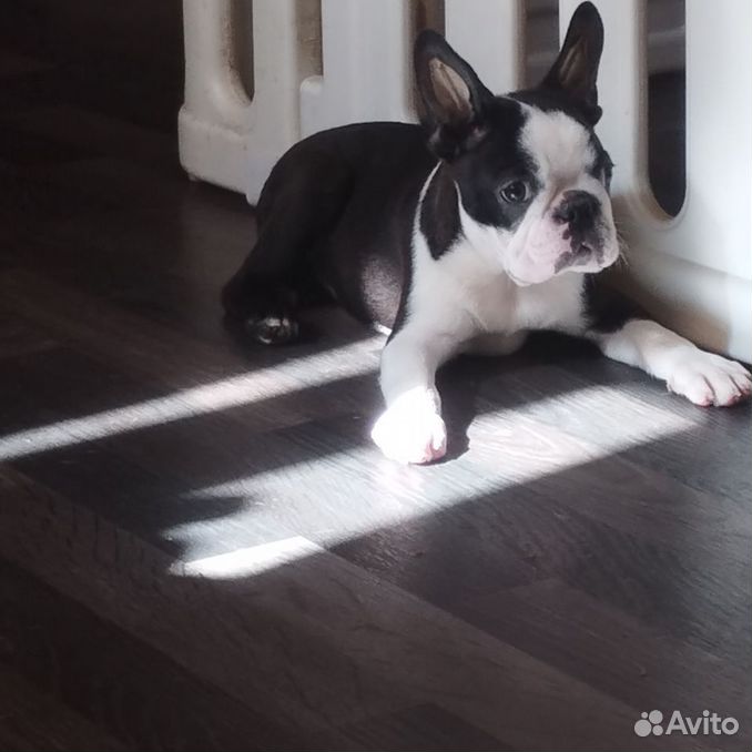 Щенок Бостон терьер