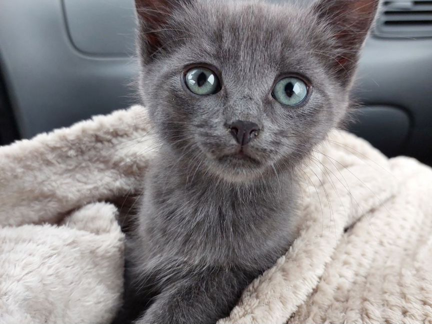 Русская голубая