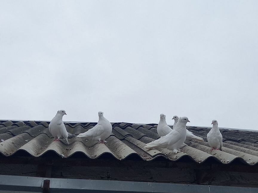 Голуби