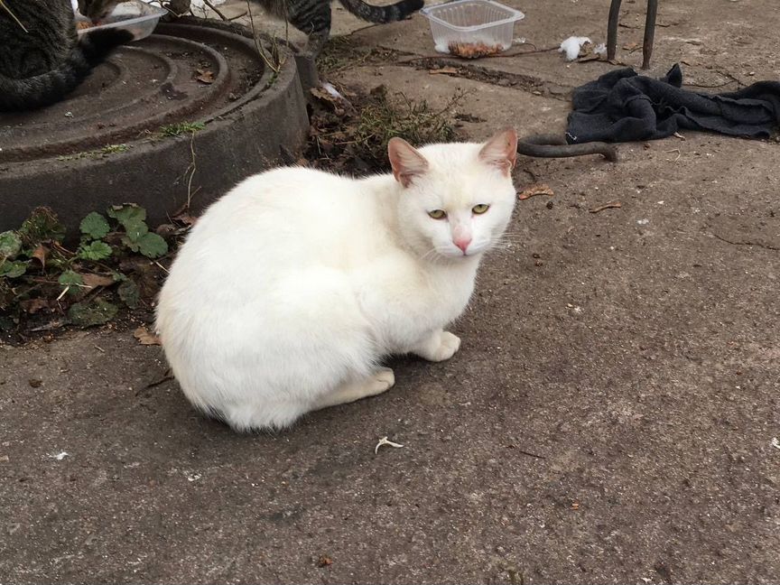 Кошки
