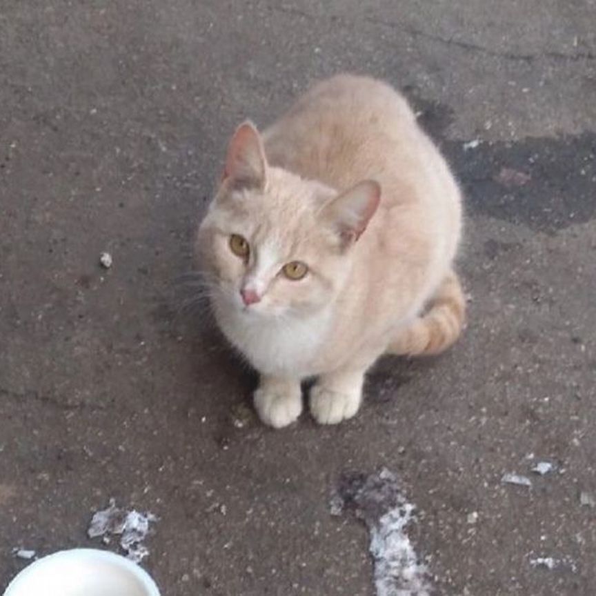 Котенок
