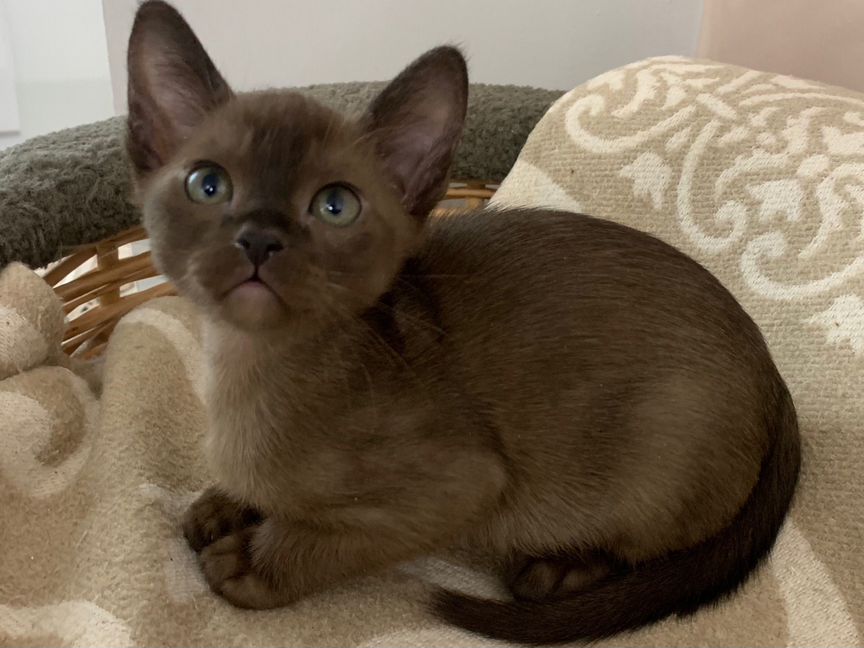 Котенок бурма мальчик евро