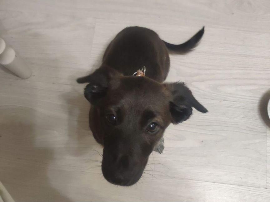 Щенок маленький в добрые руки бесплатно