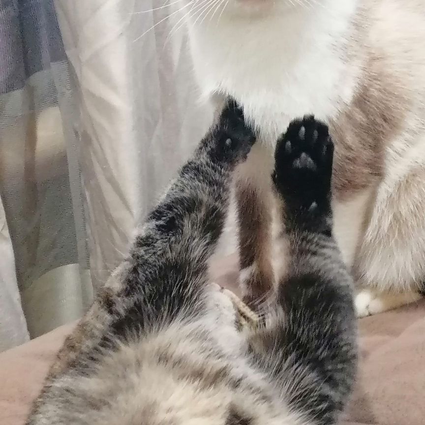 Вязка британских кошек