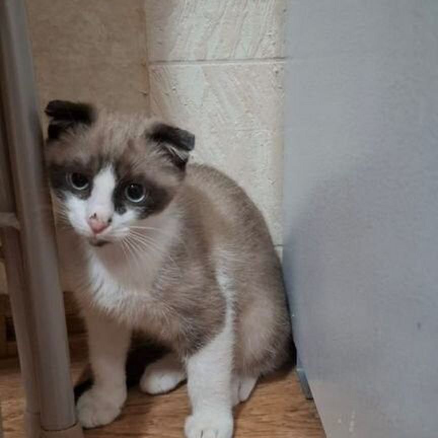Котик