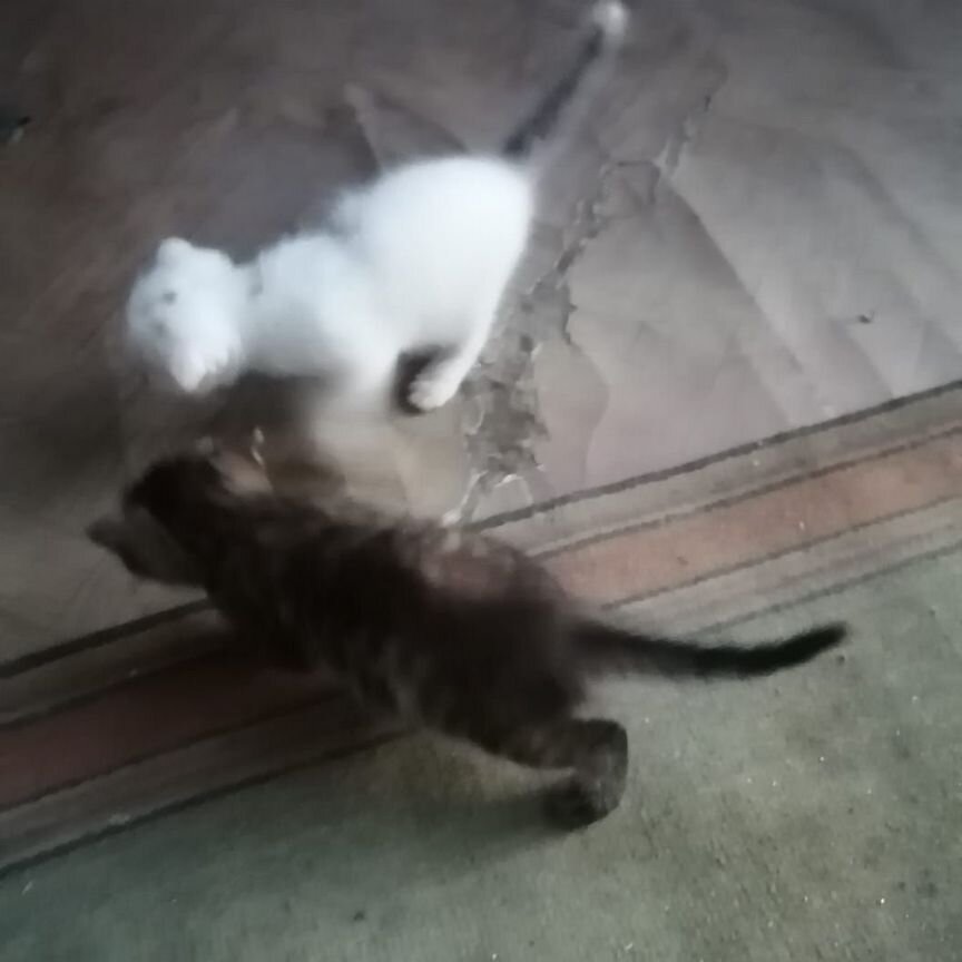 Отдам котят в добрые руки