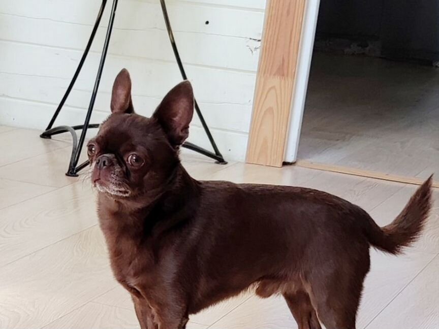 Вязка кобель чихуахуа