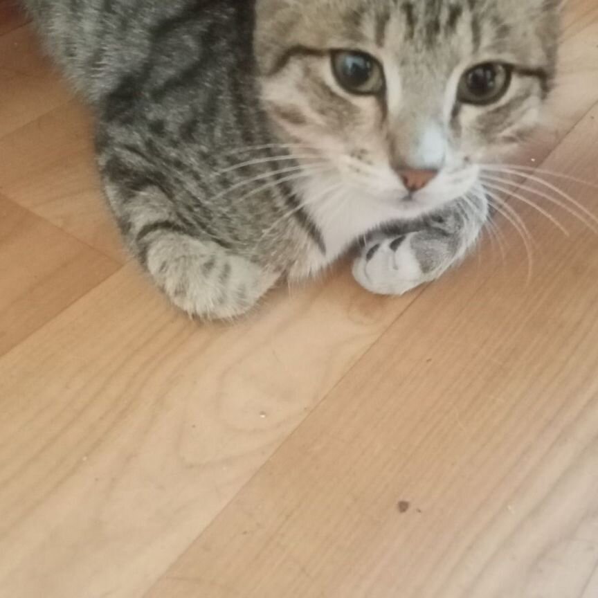 Котенок