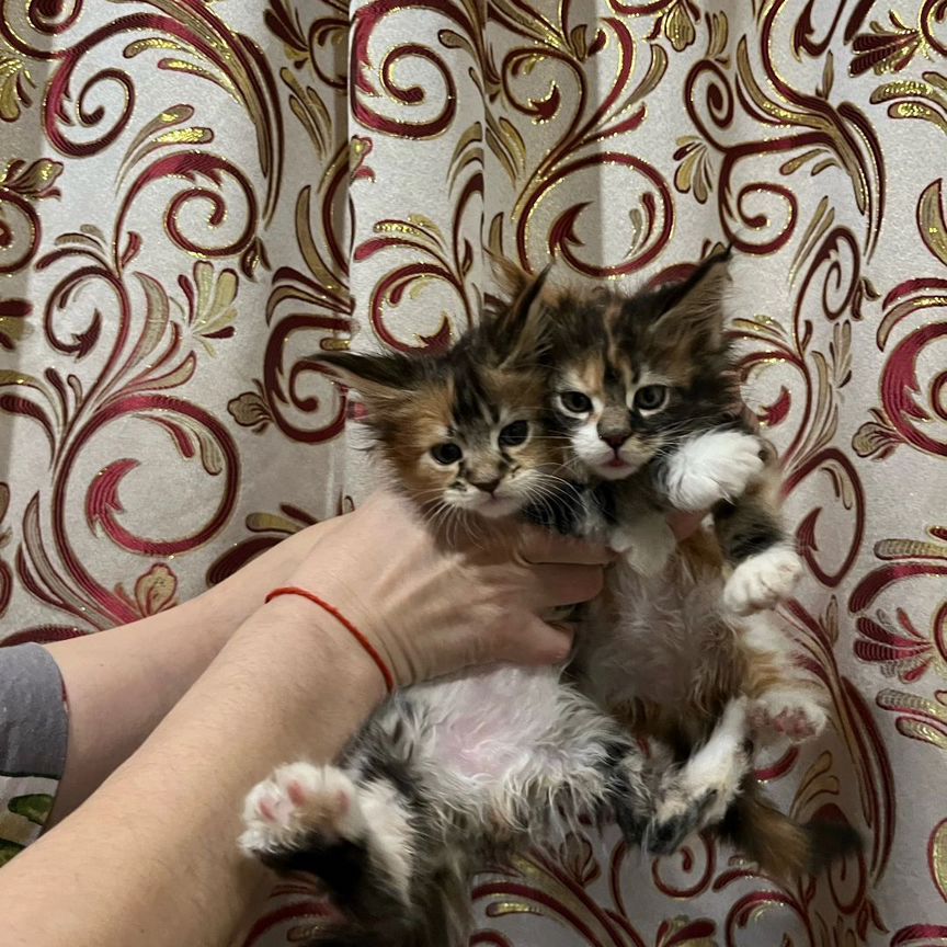 Кошки породистые