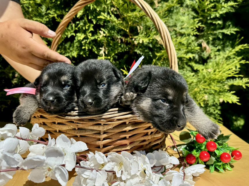 Восточники от чемпионов