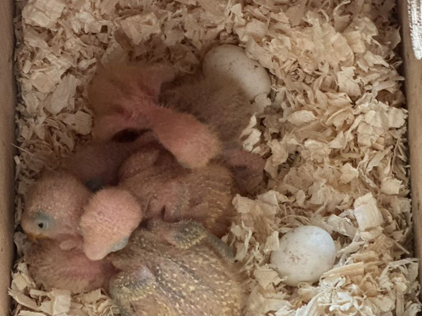 Птенчики неразлучников липучки