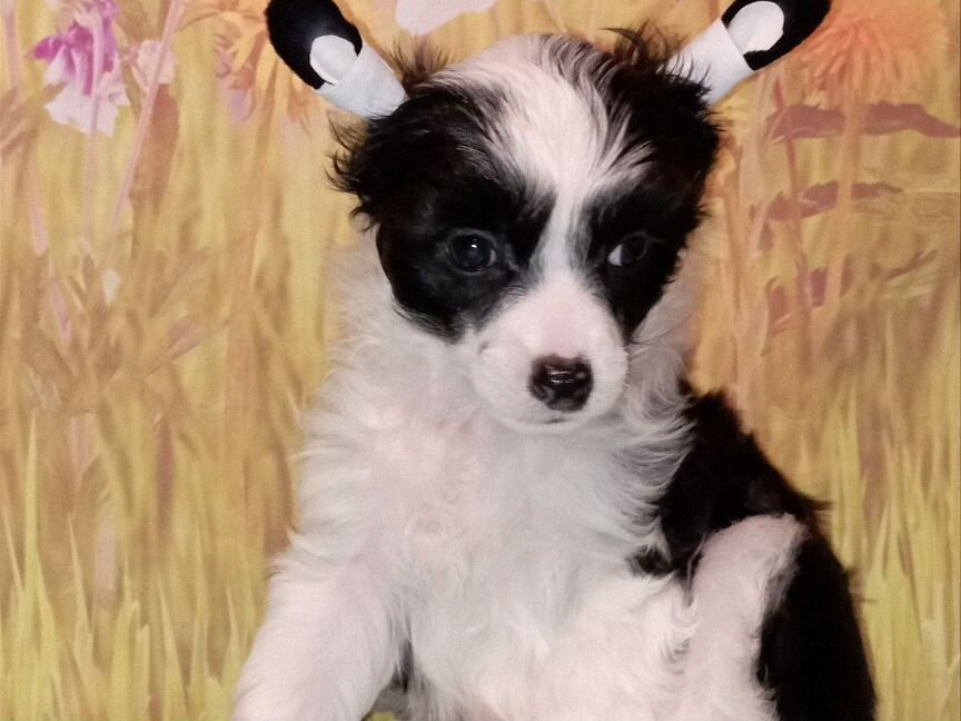 Чёрно/белый пуховый мальчик