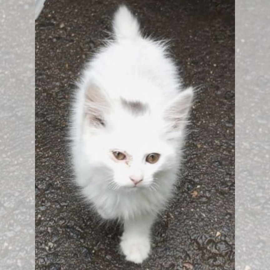 Котята в добрые руки бесплатно