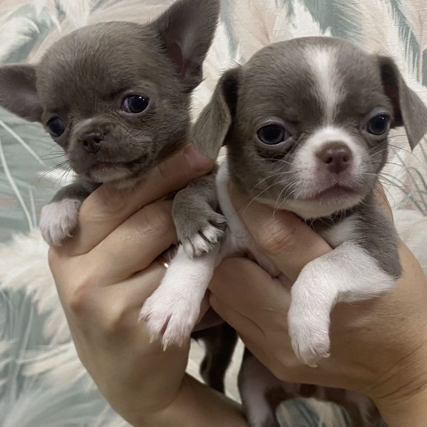 Чихуахуа, щенок