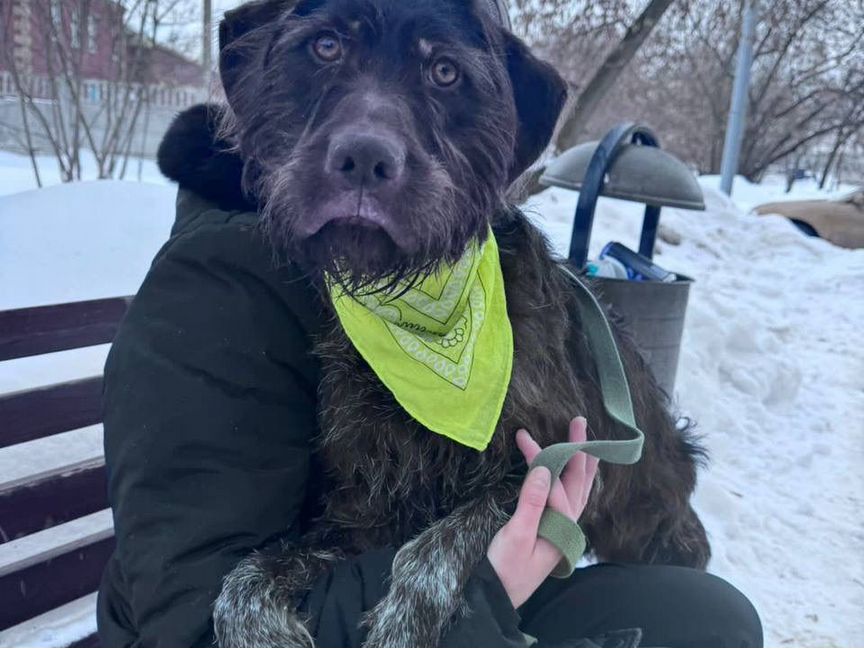 Собака из приюта в добрые руки