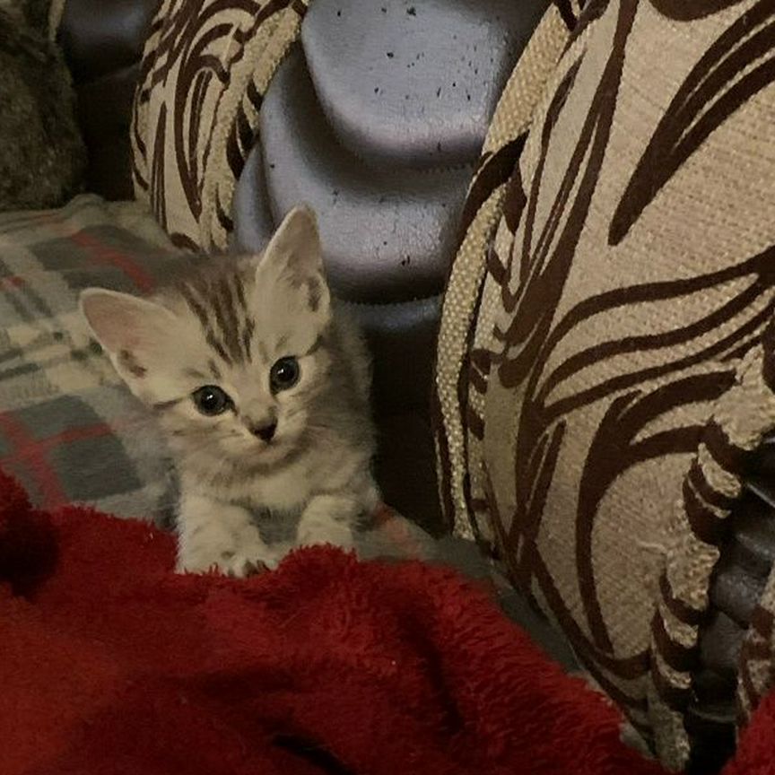 Котёнок в добрые руки