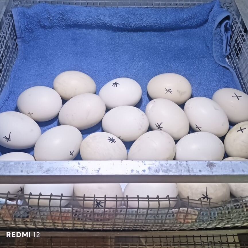 Утятки Мускусной утки(индоутка) Яйца индоутки