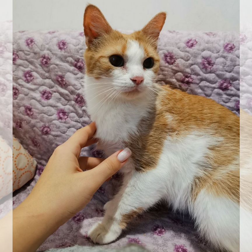 Привет Алиса кошка в добрые руки