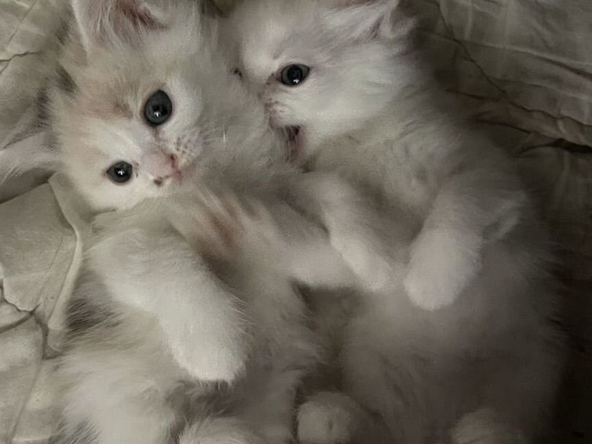 Отдам котят в добрые руки