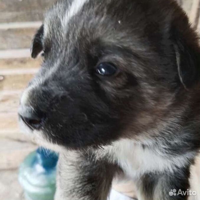 Собака#щенки#овчарка#немецкаяовчарка#алабай#