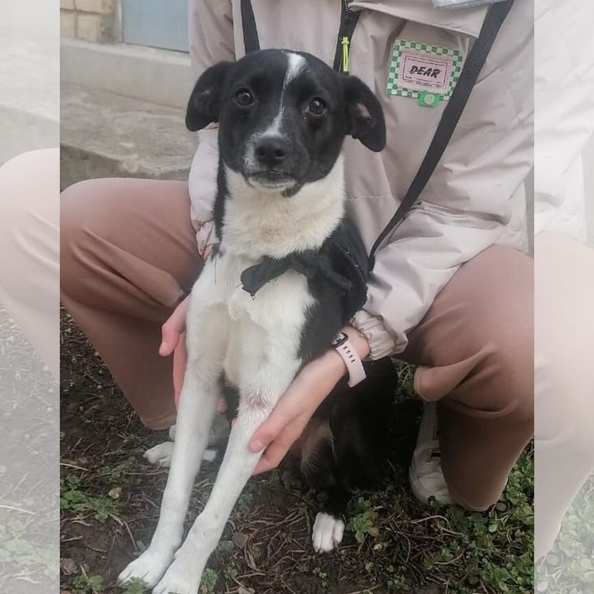 Собака в добрые руки